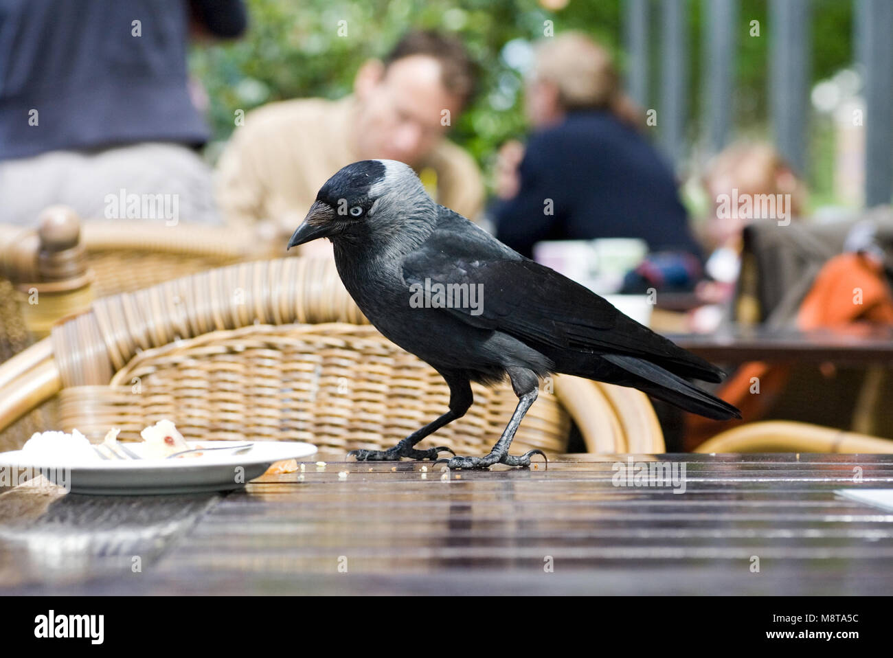 Common Jackdaw stealing food ; Kauw voedsel stelend op een terras Stock ...
