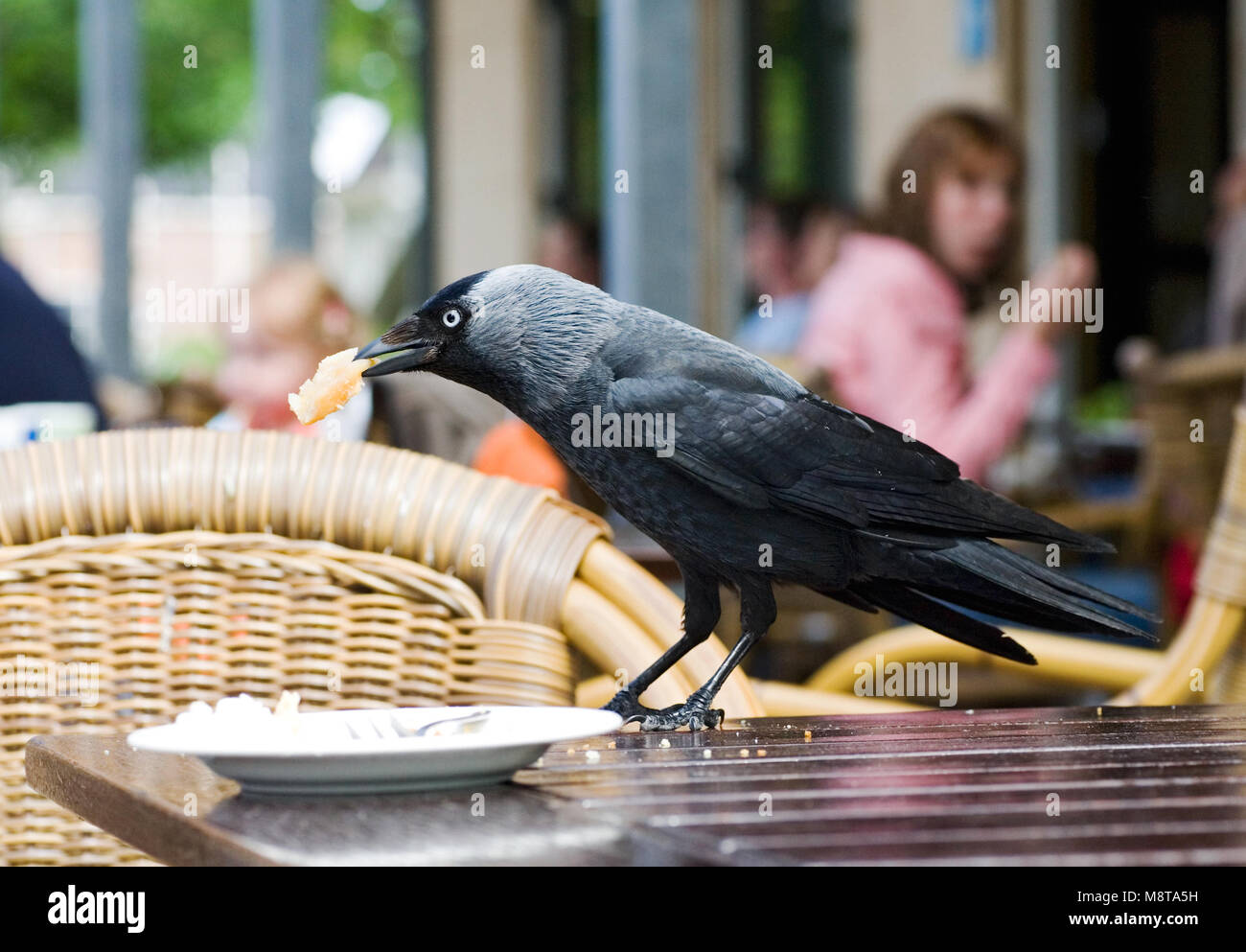 Common Jackdaw stealing food ; Kauw voedsel stelend op een terras Stock ...