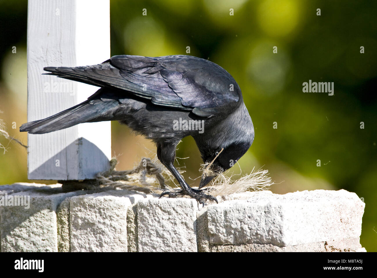 Kauw met nestmateriaal; Western Jackdaw with nest material Stock Photo ...