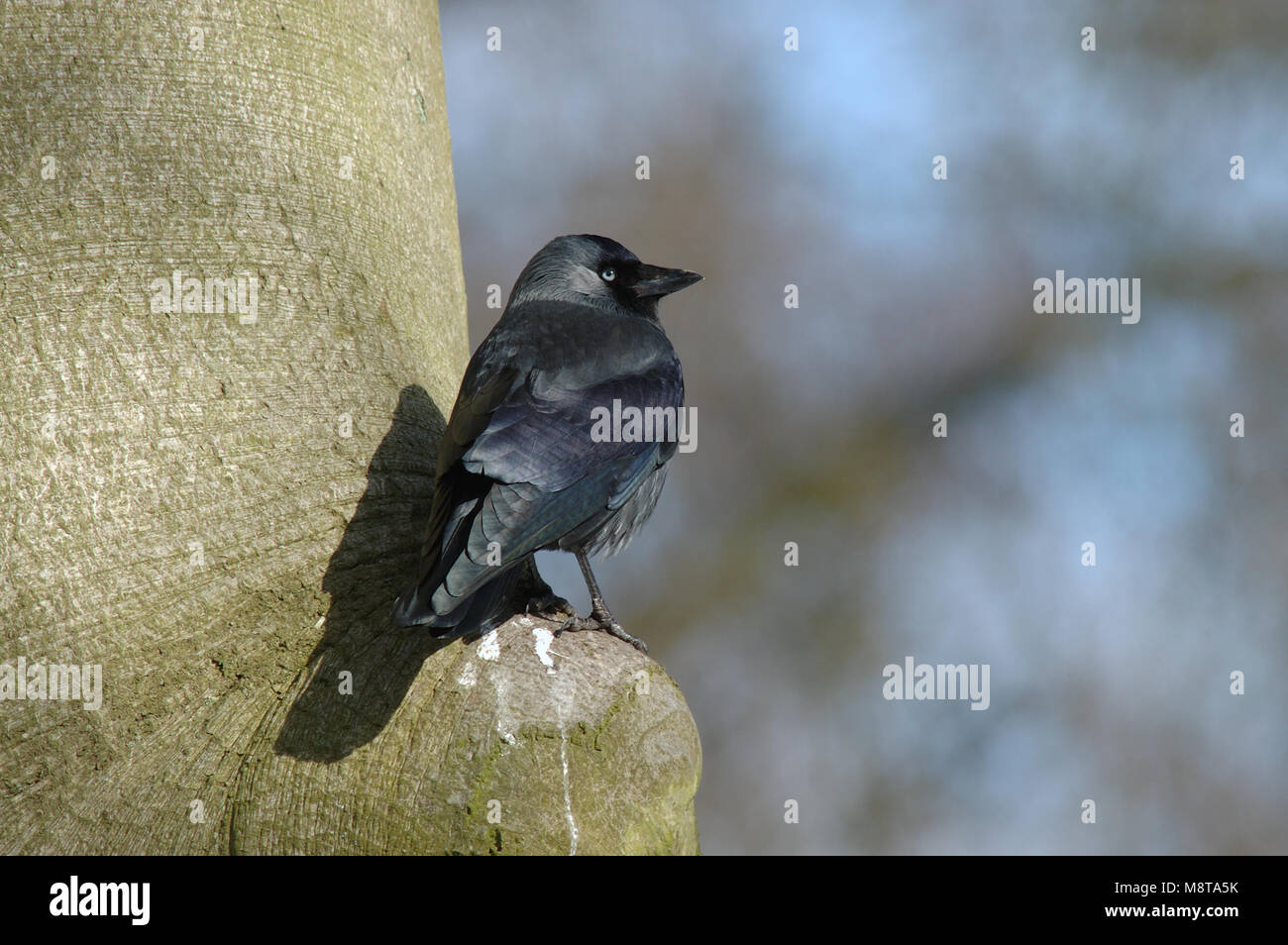 Common Jackdaw perched on a tree; Kauw zittend op een knoest van een ...