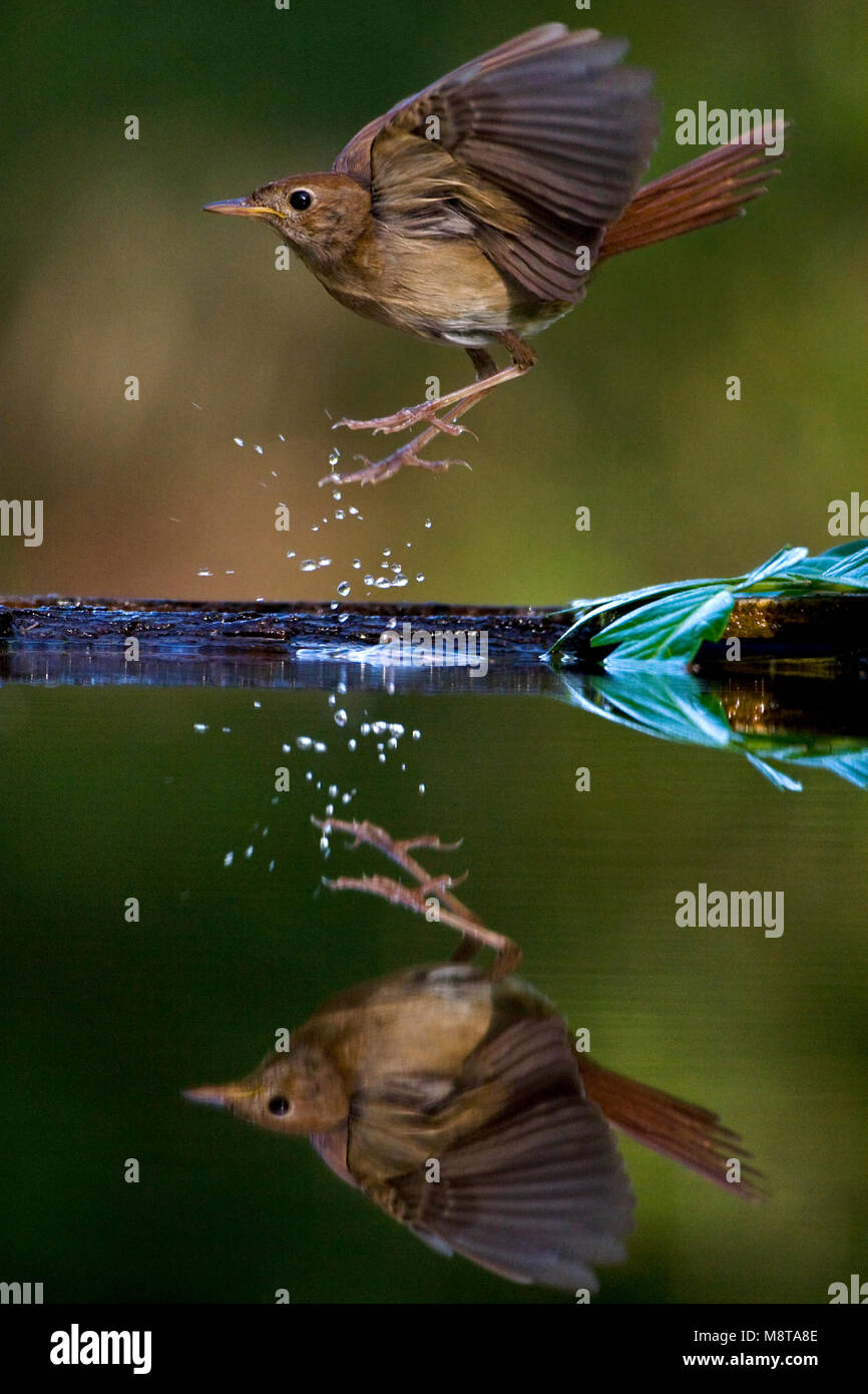 Nightingale Bird In Flight