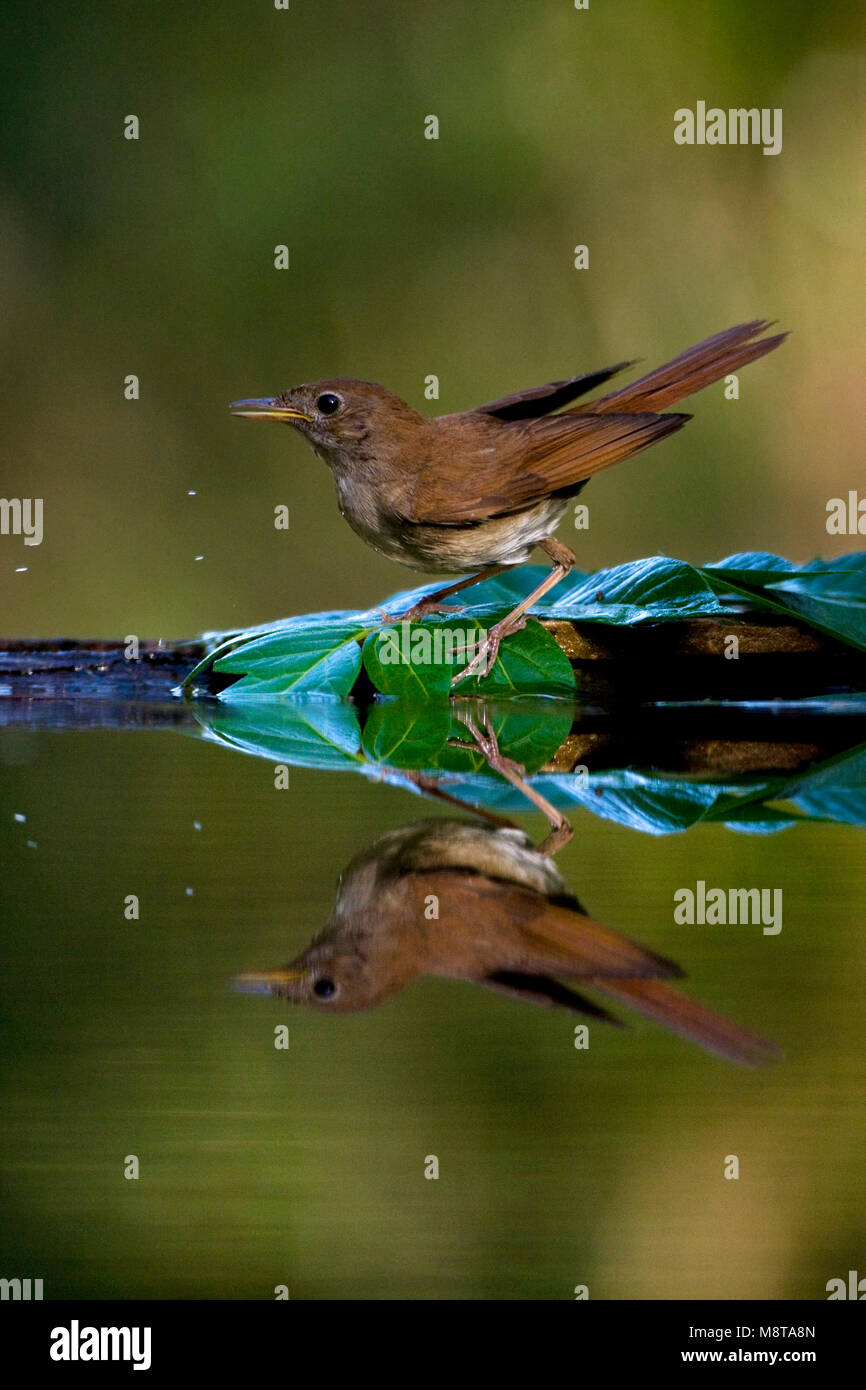 Indian Nightingale Bird