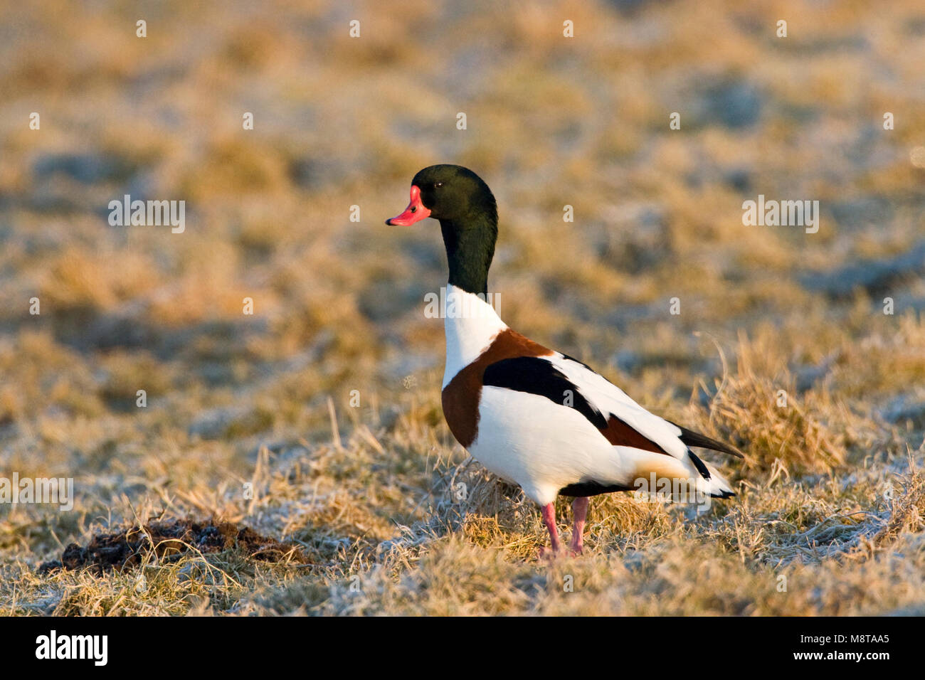 Volwassen mannetje Bergeend in berijpt veld; Adult male Common Shelduck ...