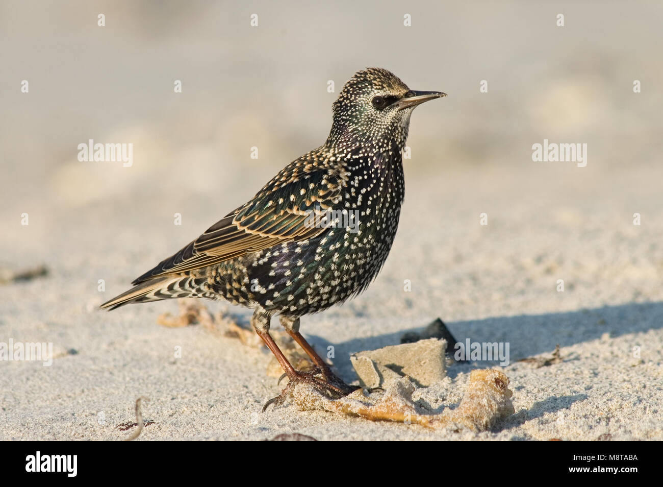 winter plumaged Common Starling; winterkleed Spreeuw Stock Photo - Alamy