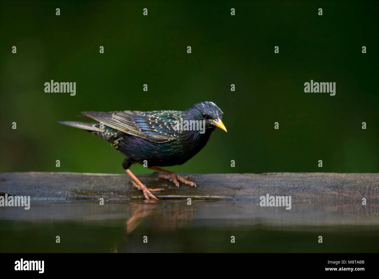 Spreeuw bij de drinkplaats; Common Starling at drinking station Stock ...
