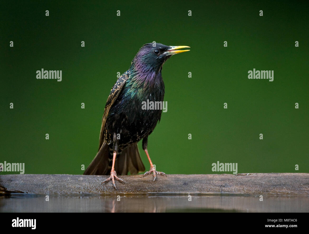 Spreeuw bij de drinkplaats; Common Starling at drinking station Stock ...
