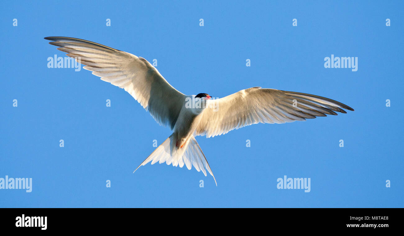 Visdief vliegend; Common Tern adult flying Stock Photo - Alamy