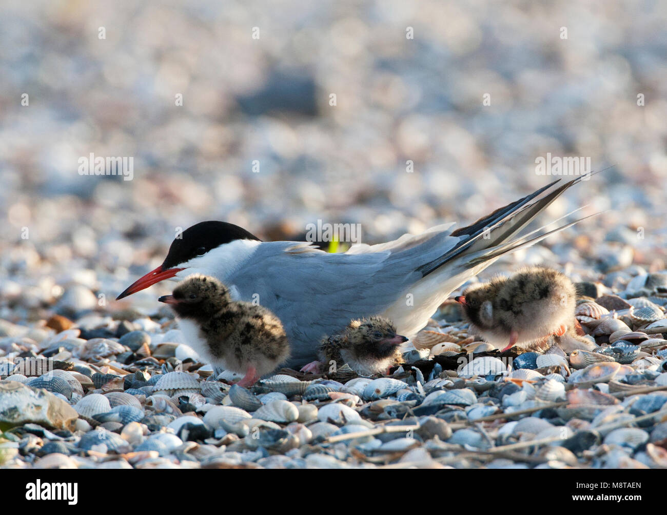 Common tern nest hi-res stock photography and images - Alamy