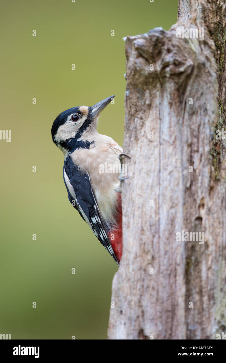 Adult female black woodpecker hi-res stock photography and images - Alamy
