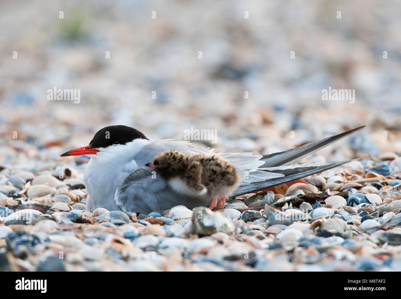 Visdief adult on its nest; Common Tern volwassen op zijn nest Stock ...