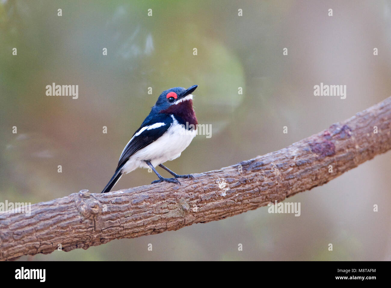 Common wattle eye hi-res stock photography and images - Alamy