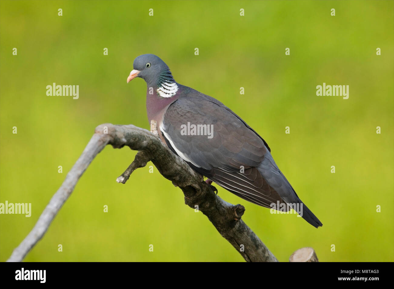 Adulte Houtduif; Adult Common Wood Pigeon Stock Photo - Alamy