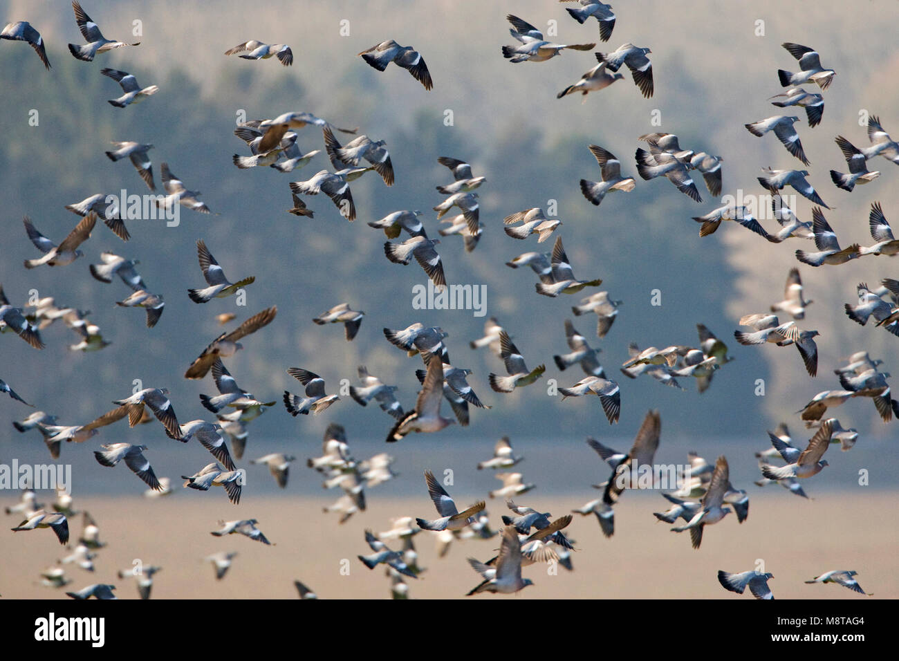 Grote groep Houtduiven; Large flock of Common Wood Pigeons Stock Photo ...