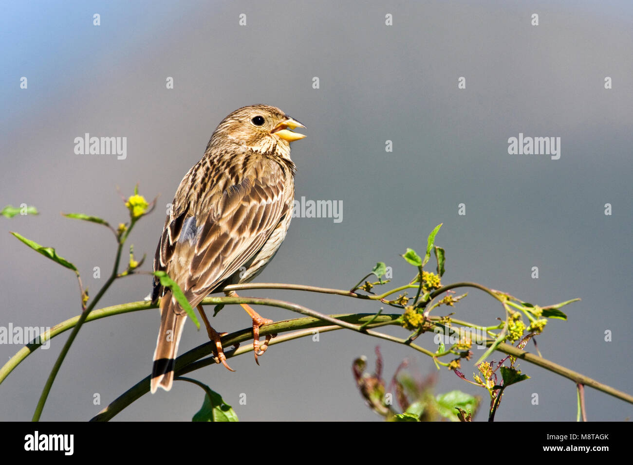 Grauwe Gors; Corn Bunting; Emberiza calandra Stock Photo - Alamy