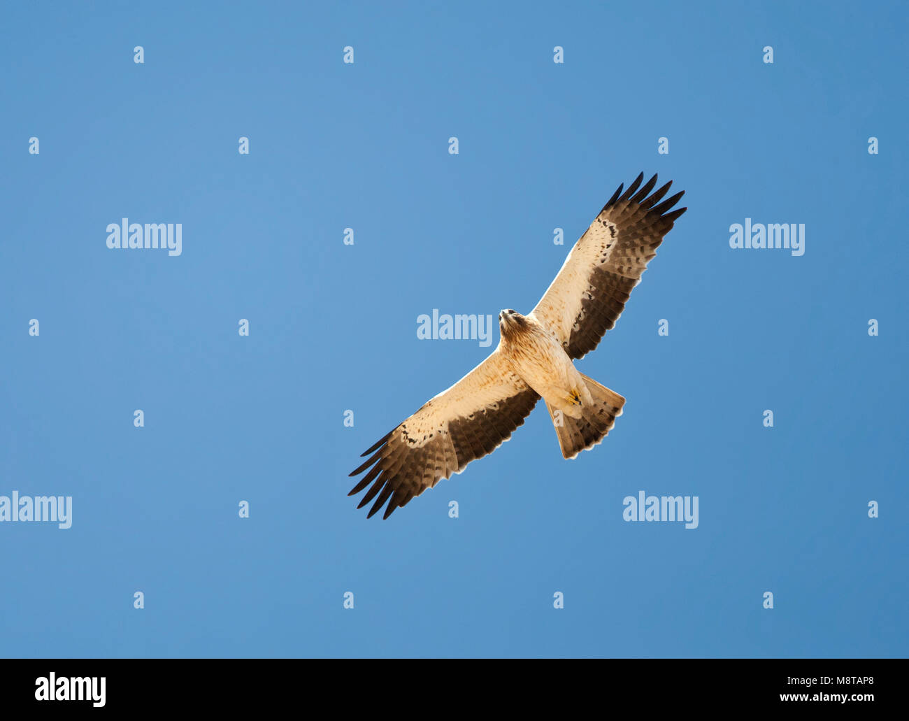 Booted Eagle, Dwergarend, Hieraaetus pennatus Stock Photo - Alamy