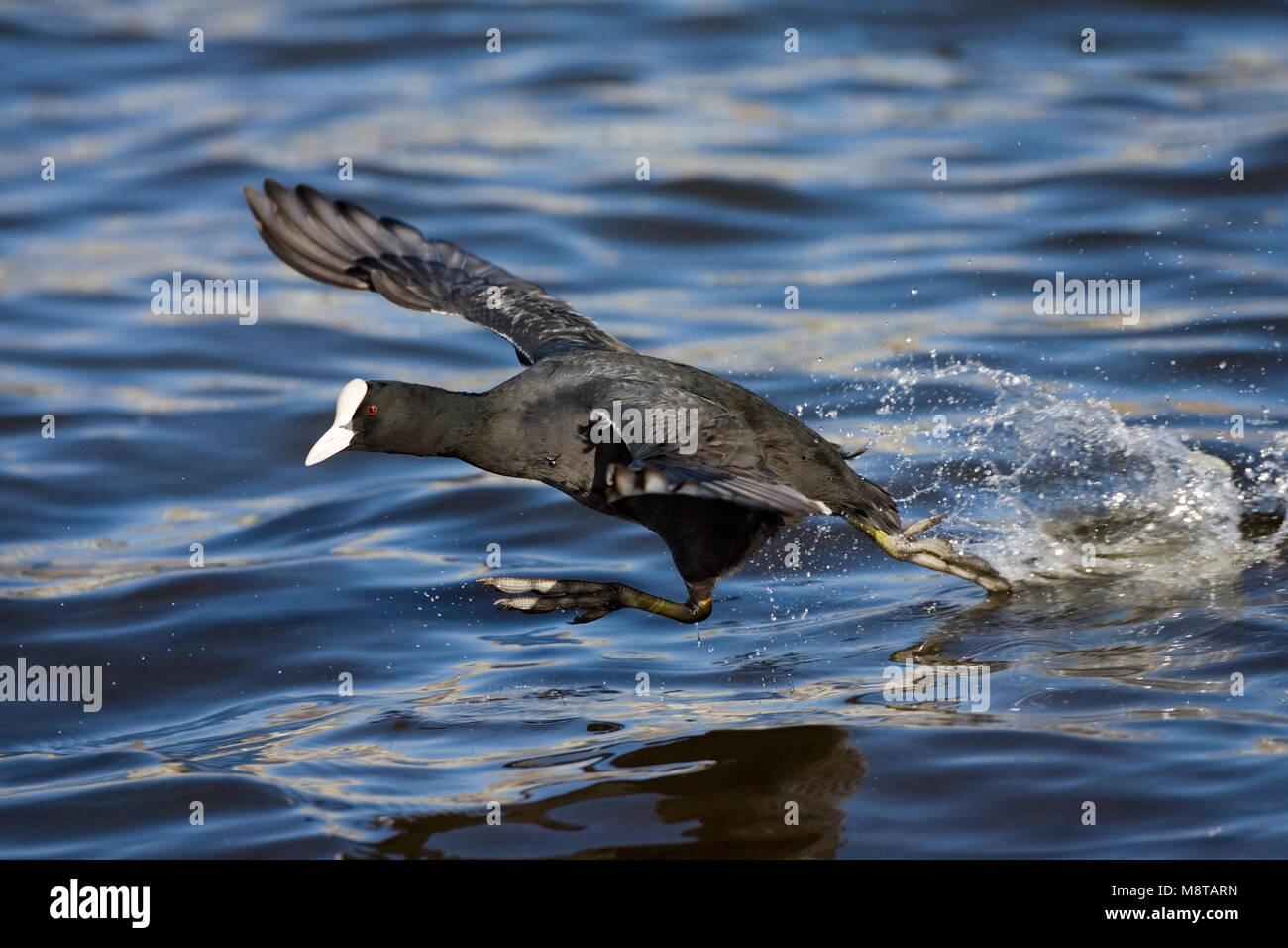 Eurasian Coot running on the water; Meerkoet rennend over het water ...