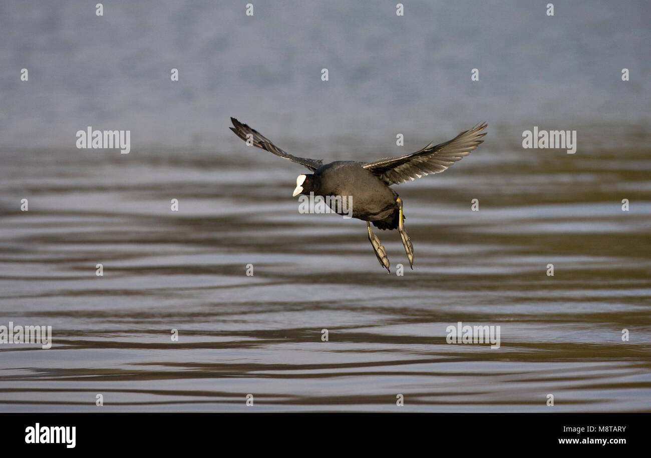 Landende Meerkoet; Eurasian Coot landing Stock Photo - Alamy