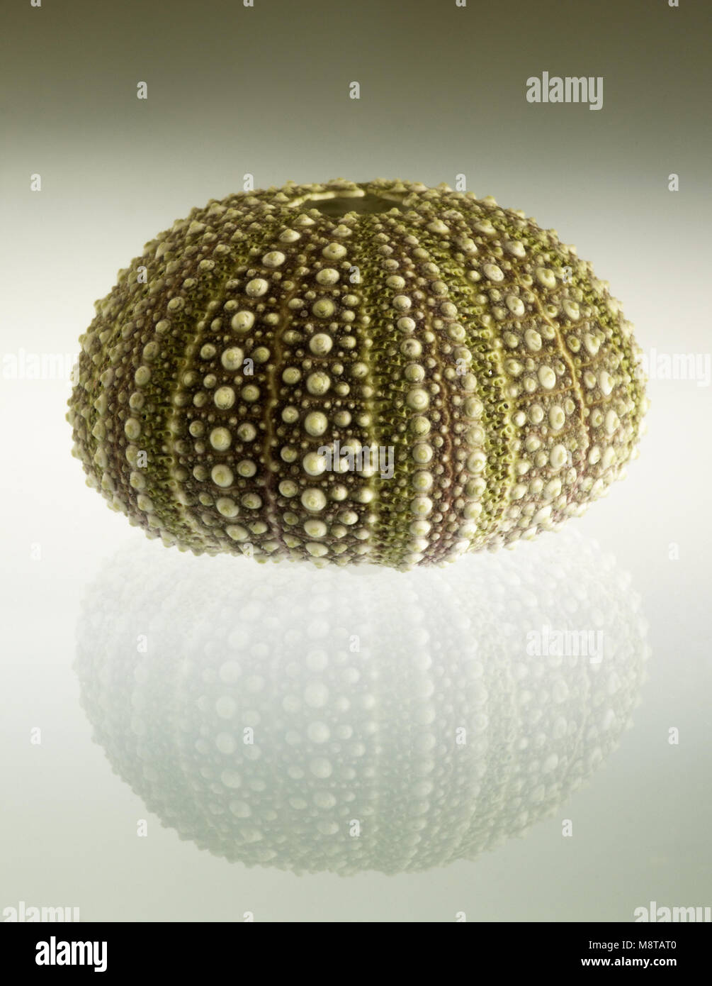Test (hard shell) of a green and regular sea urchin (Echinoidea) and ...