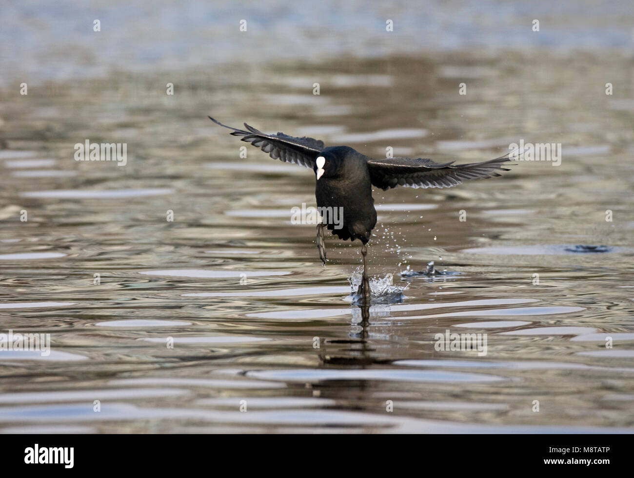 Landende Meerkoet; Eurasian Coot landing Stock Photo - Alamy