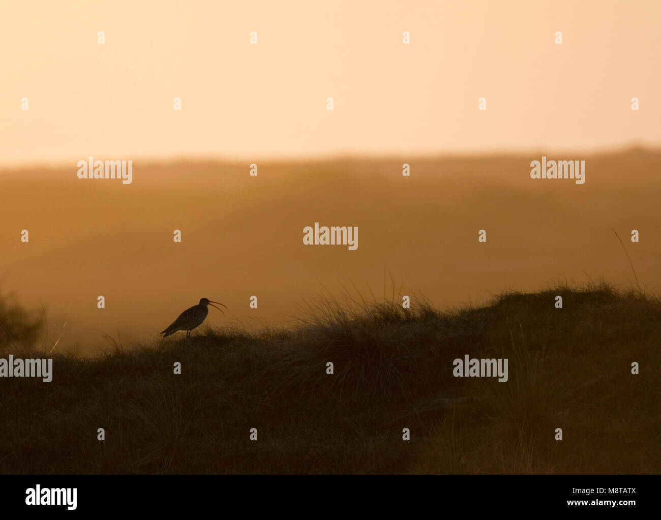 Roepende Wulp in broedgebied; Calling Eurasian Curlew at breedingsite ...