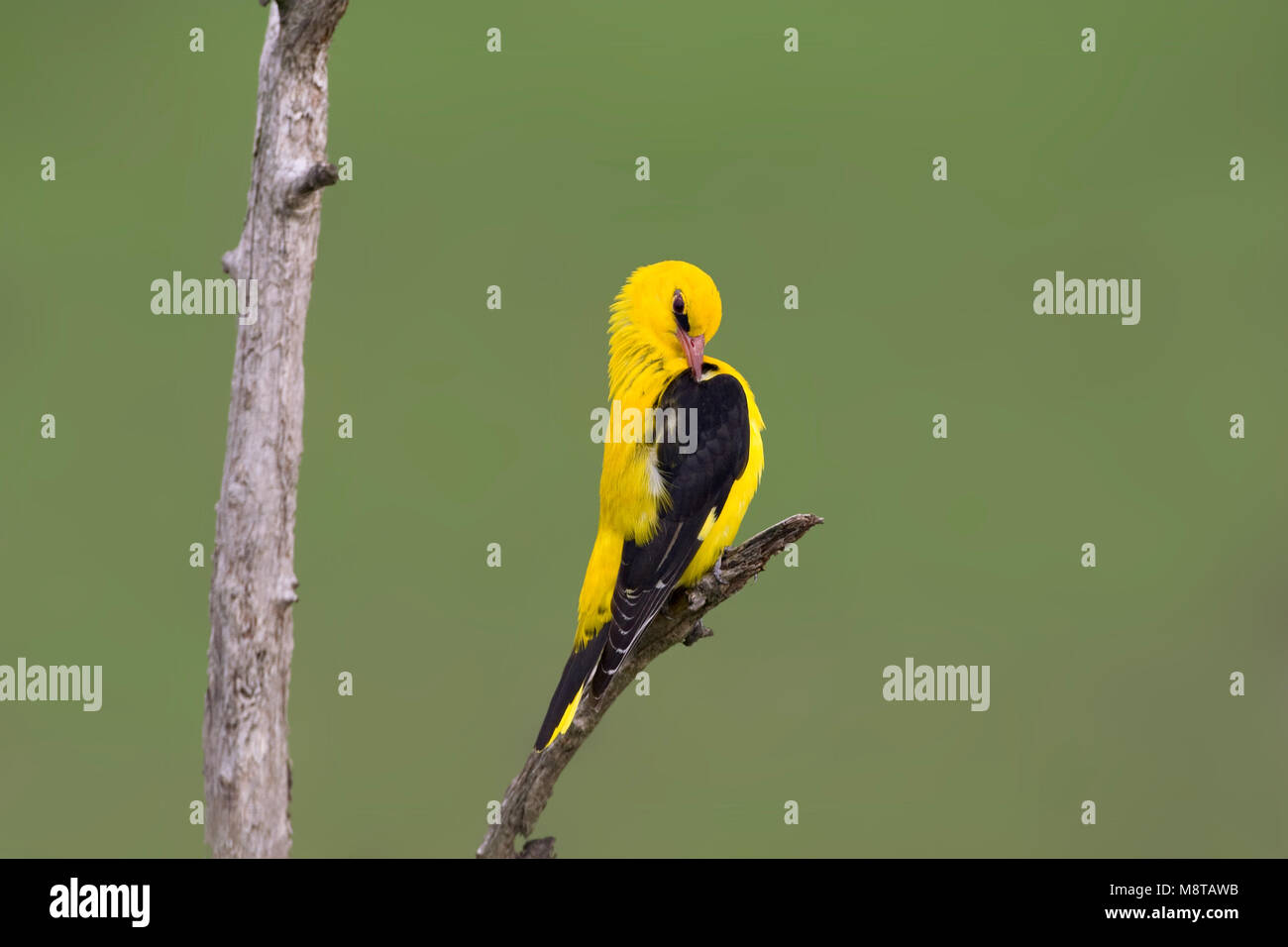 Male preening hi-res stock photography and images - Alamy
