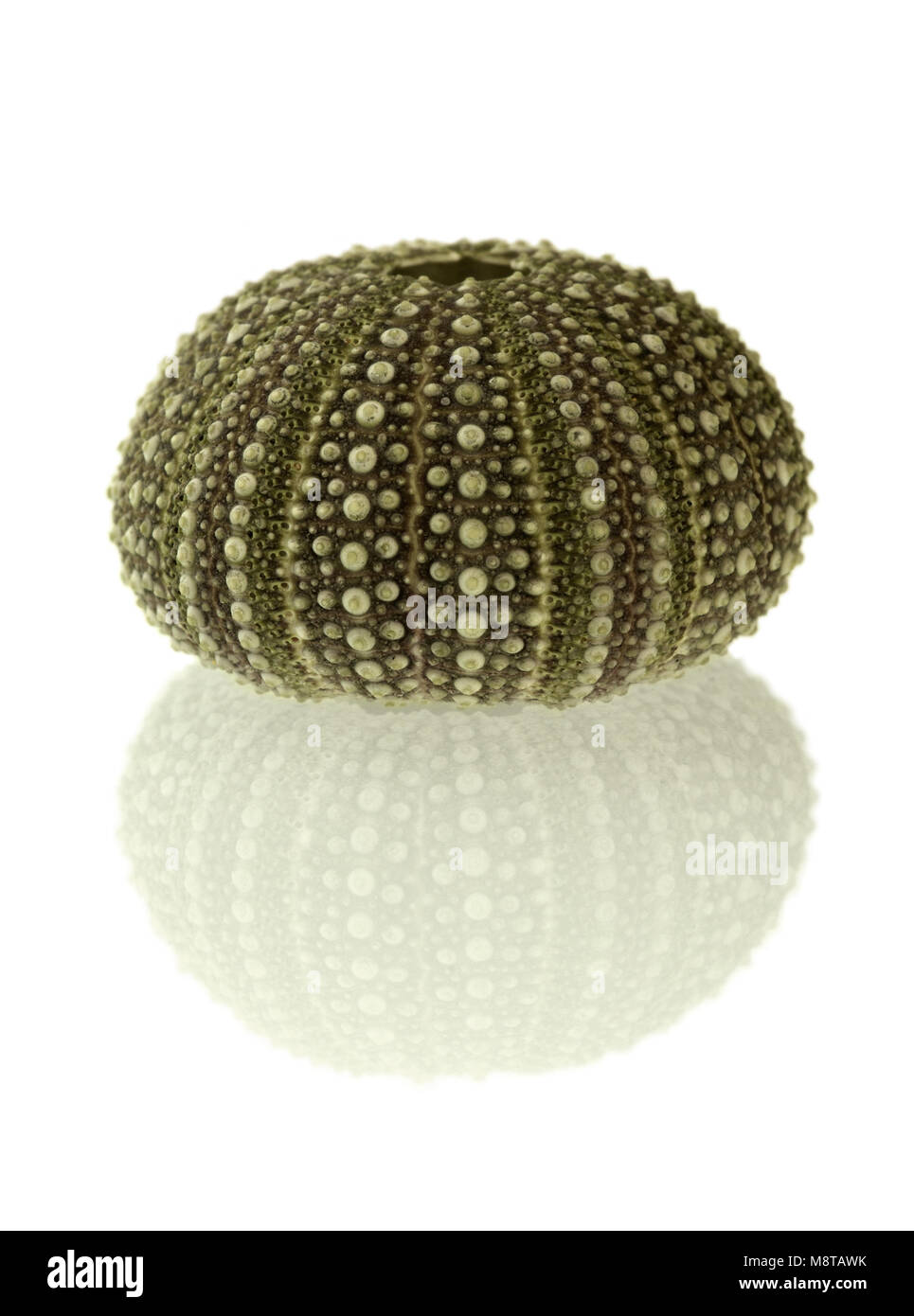Test (hard shell) of a green and regular sea urchin (Echinoidea) and ...