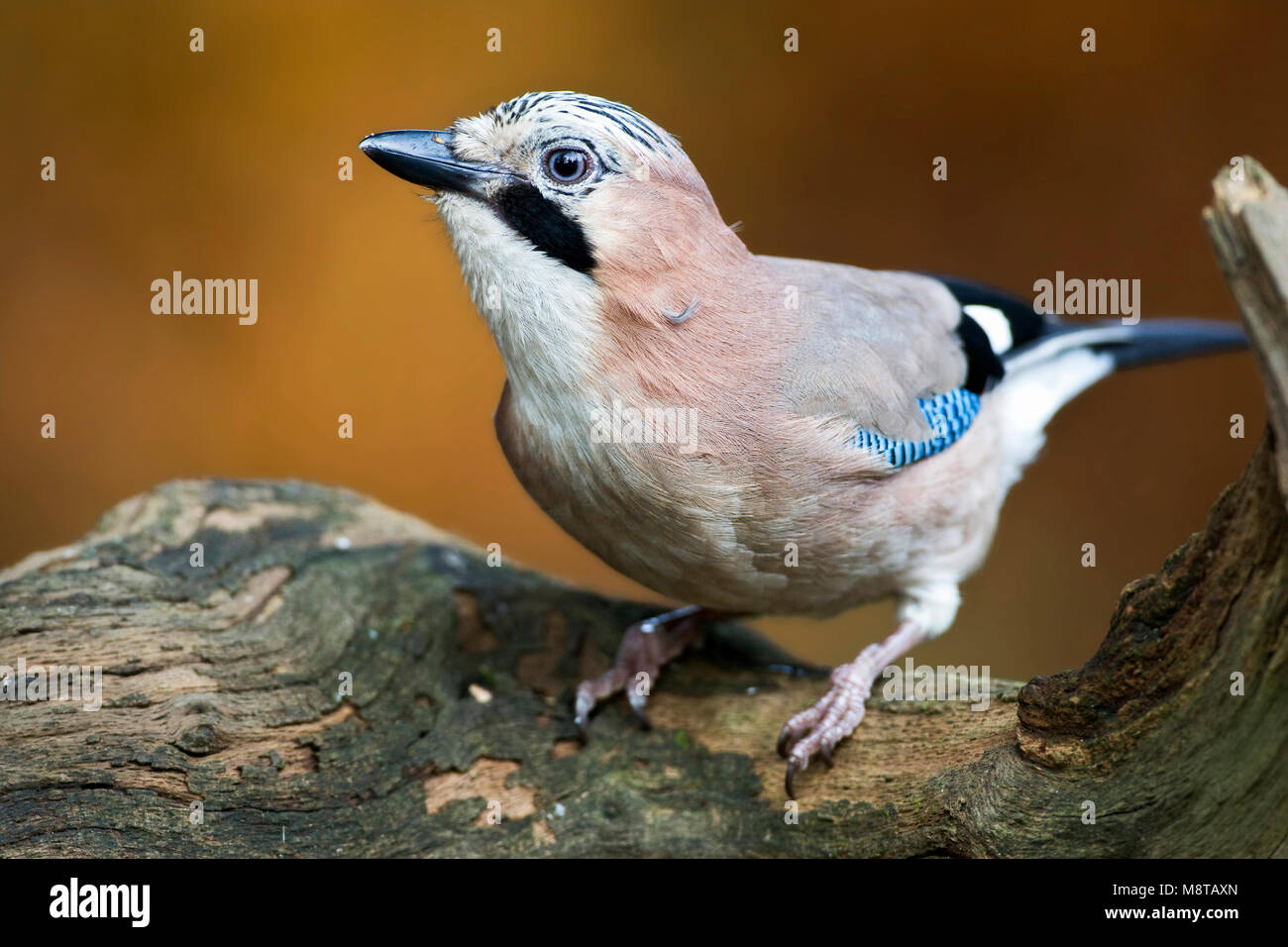 Vlaamse gaai hi-res stock photography and images - Alamy