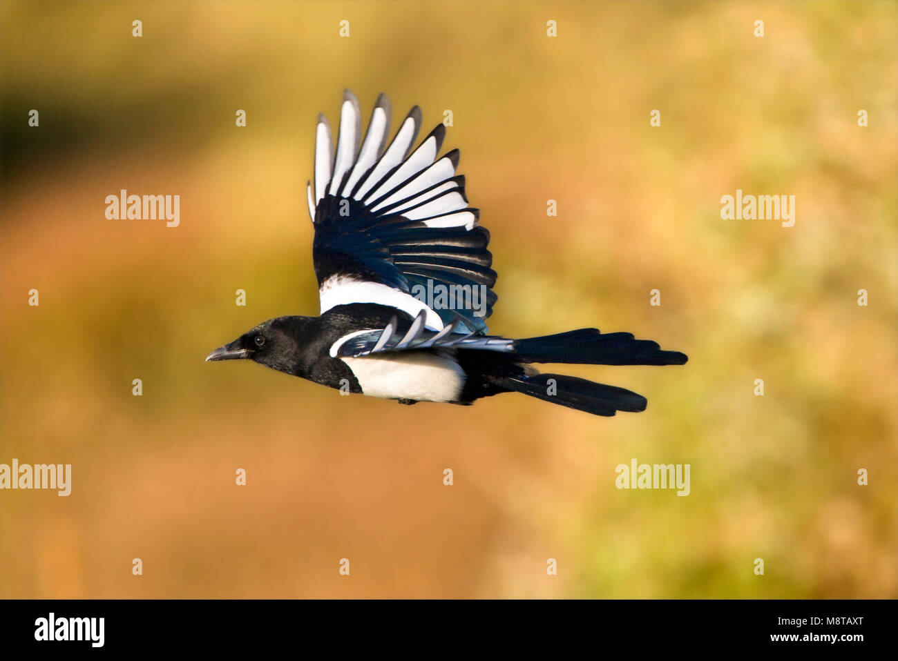 Ekster in vlucht boven duingebied; Magpie in flight above dunes Stock ...