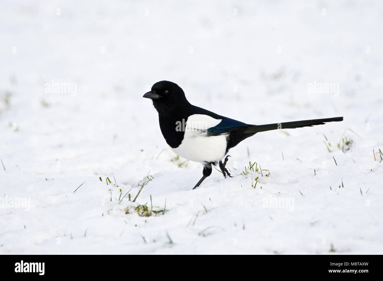 Ekster in de sneeuw; Eurasian Magpie in snow Stock Photo - Alamy