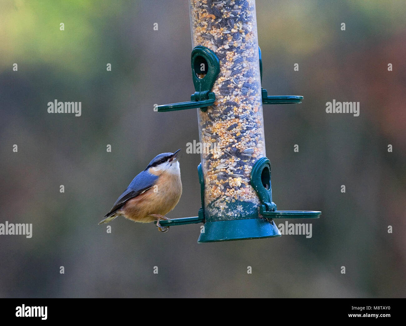 Nuthatch at bird feeder hi-res stock photography and images - Alamy