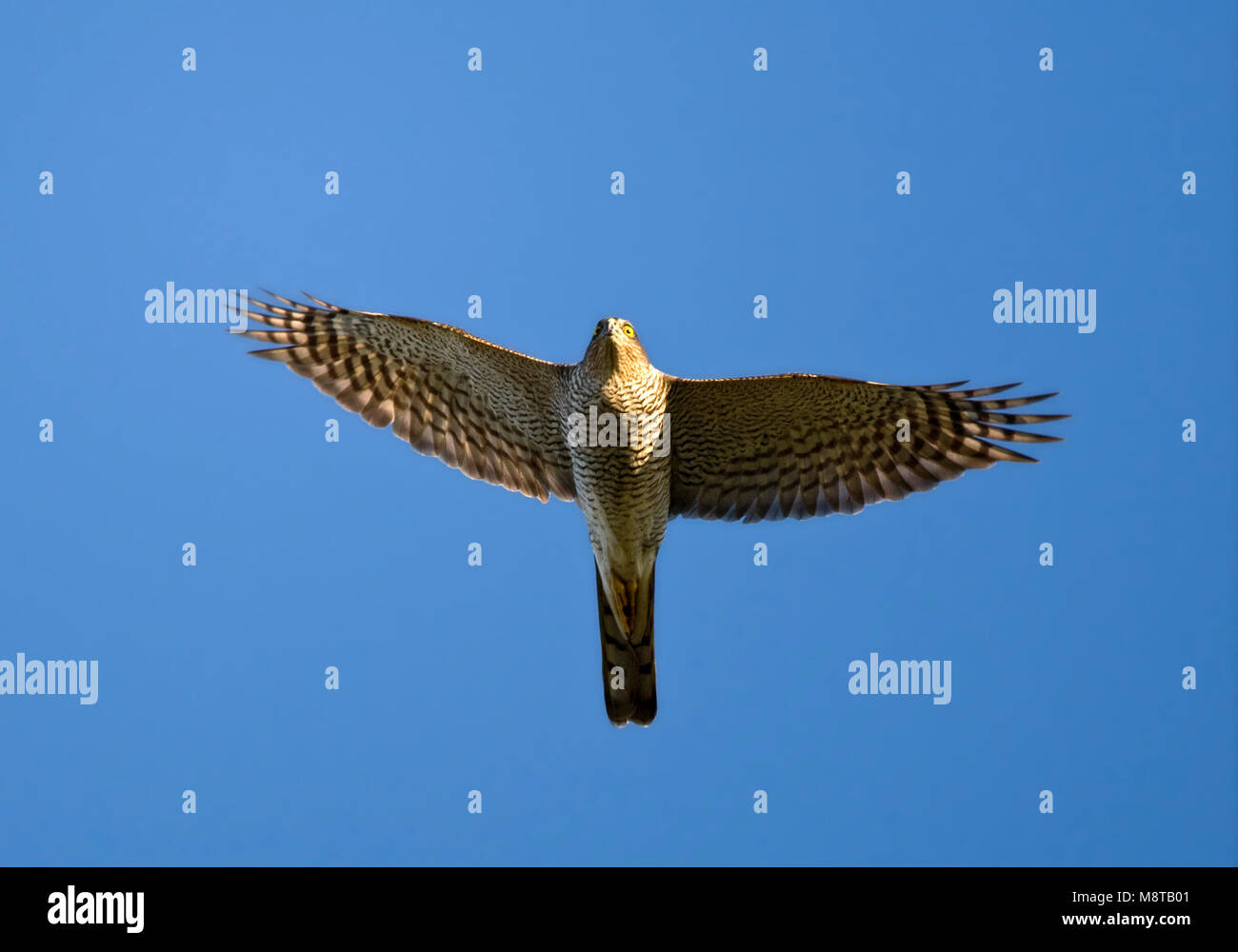 Sperwer in vlucht tijdens de trek; Eurasian Sparrowhawk in flight ...