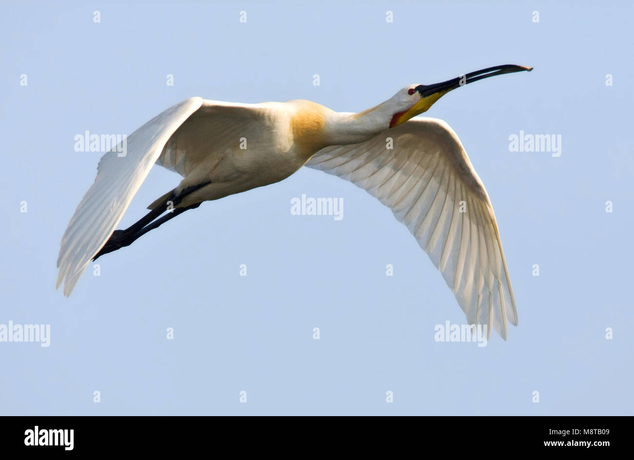 Lepelaar, Eurasian Spoonbill, Platalea leucorodia Stock Photo - Alamy