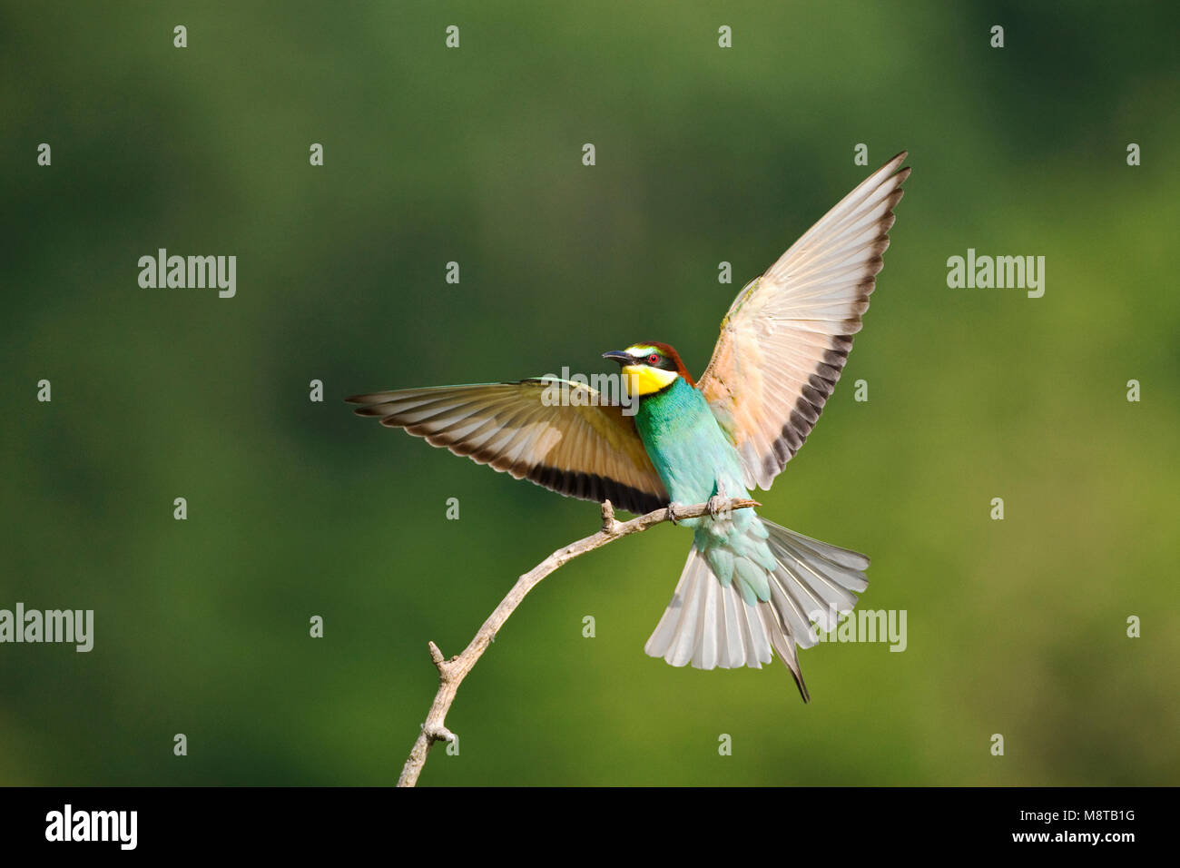 Bee eater in flight hi-res stock photography and images - Alamy