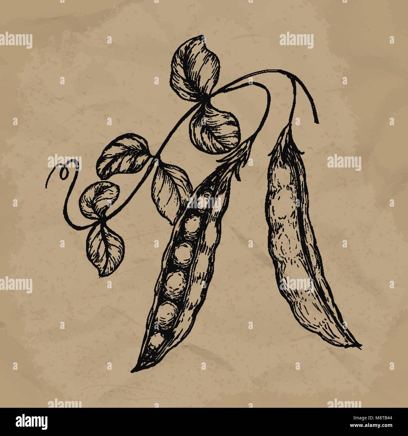 Hand drawn sketch peas with leafs. Farm fresh veggies. Organic food ...
