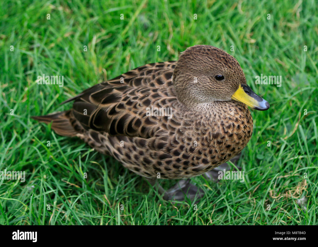 Female teal duck anas hi-res stock photography and images - Alamy