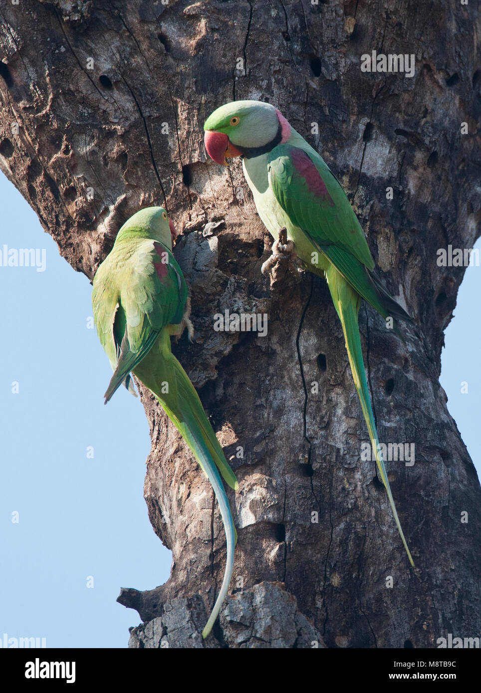 Psittacula hi-res stock photography and images - Alamy