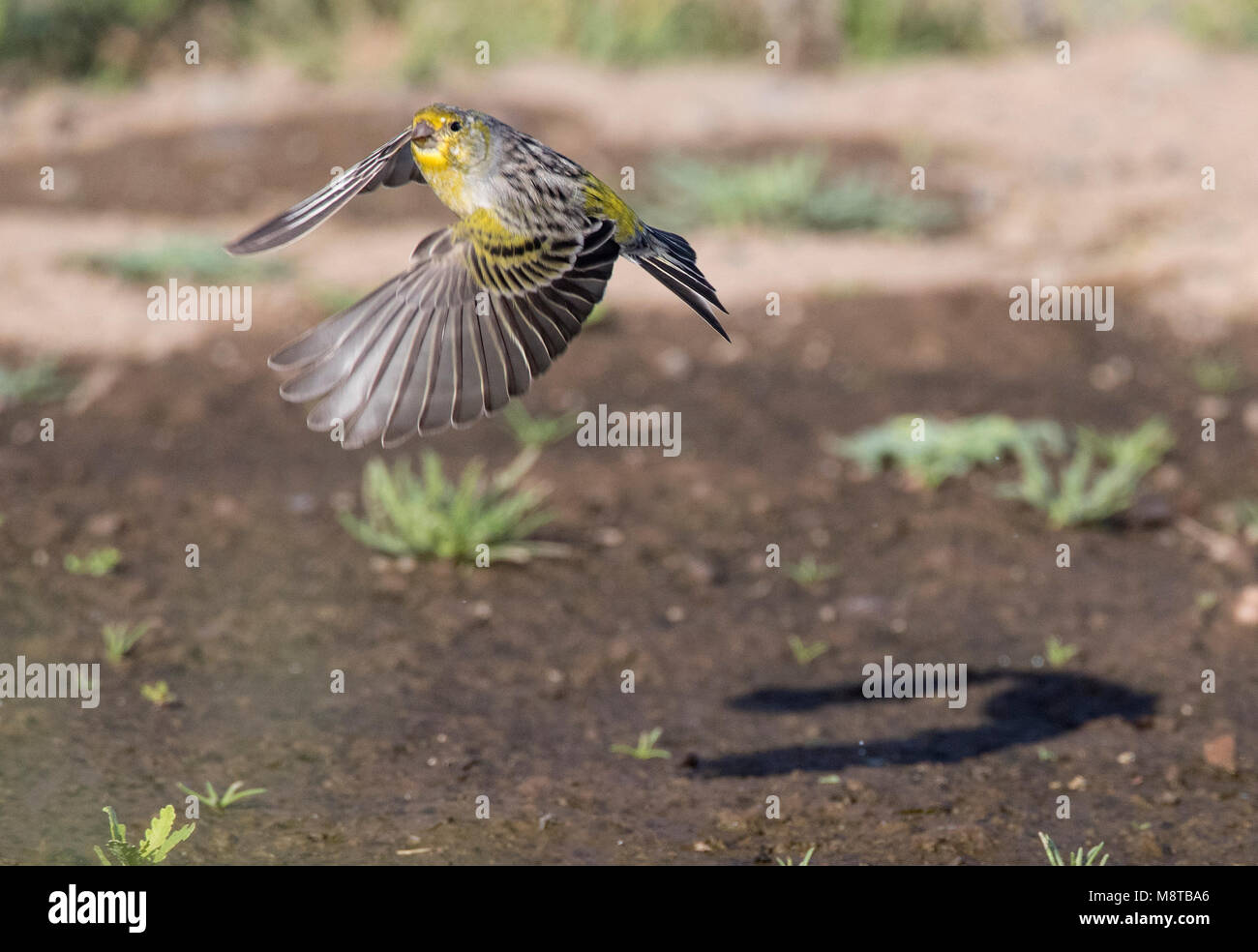 Atlantic canary hi-res stock photography and images - Alamy