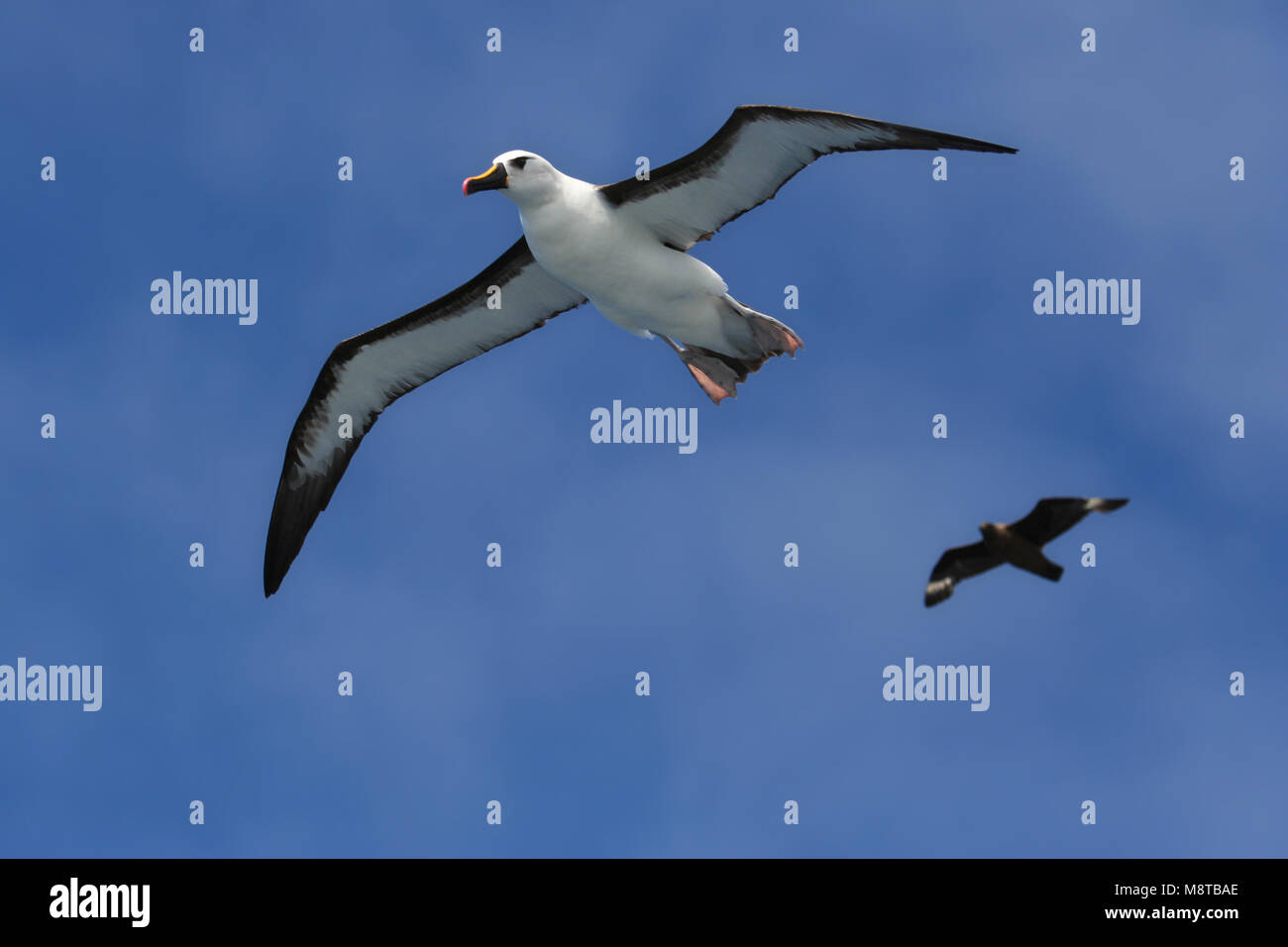 Atlantische Geelsnavelalbatros, Atlantic Yellow-nosed Albatross ...