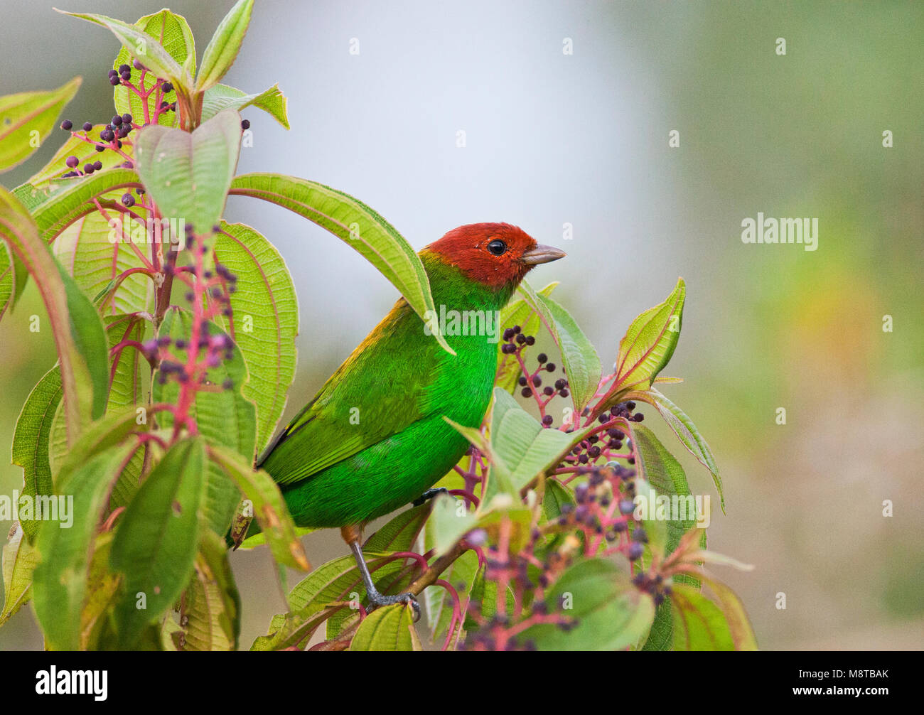 Okerkaptangare, Bay-headed Tanager, Tangara gyrola Stock Photo - Alamy
