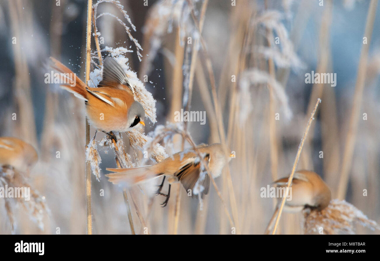 Bearded Reedling in winters reedbed in Finland Stock Photo - Alamy