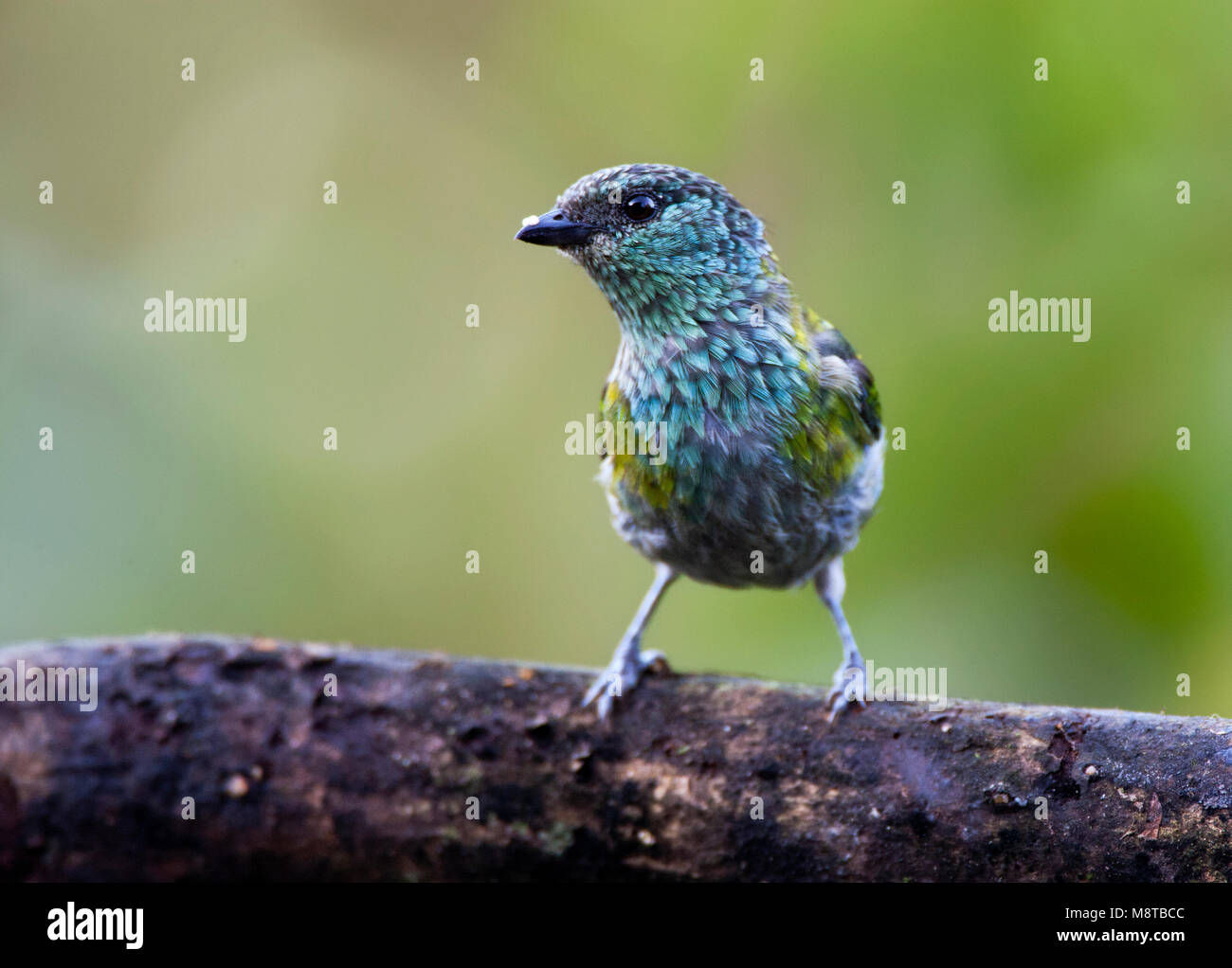 Black capped tanager colombia hi-res stock photography and images - Alamy