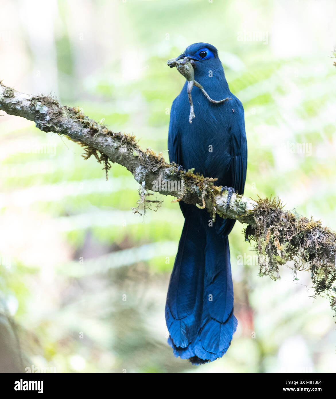 Blue coua bird coua caerulea hi-res stock photography and images - Alamy