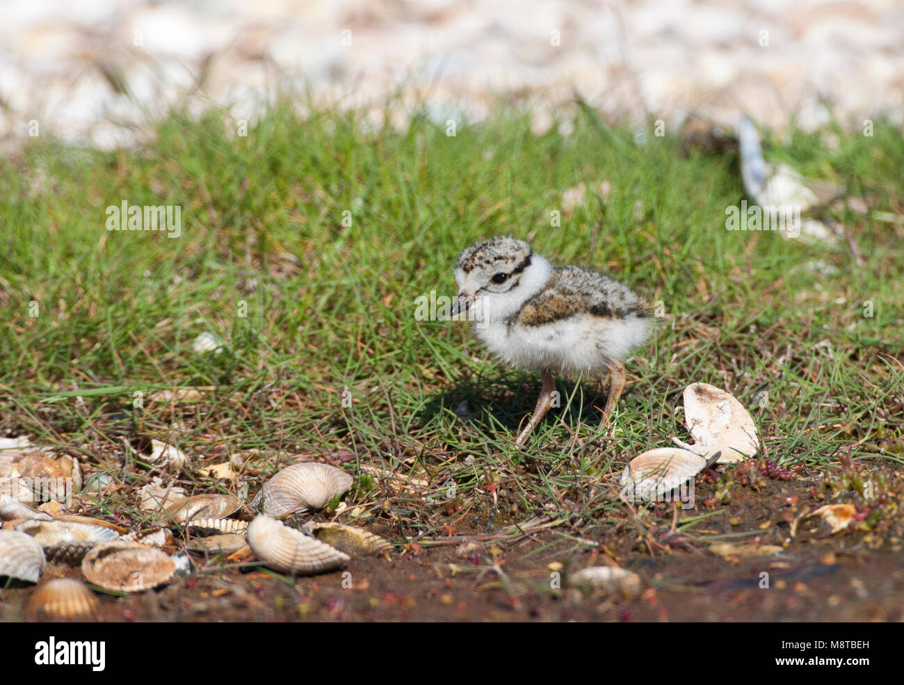 Kuiken van een Bontbekplevier; Chick from a Common Ringed Plover Stock ...