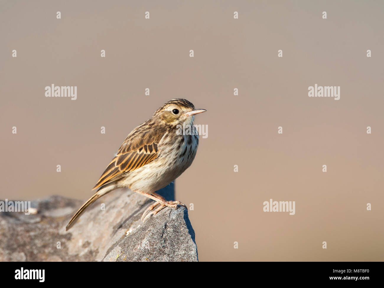 Berthelots Pieper, Berthelot's Pipit, Anthus berthelotii Stock Photo ...