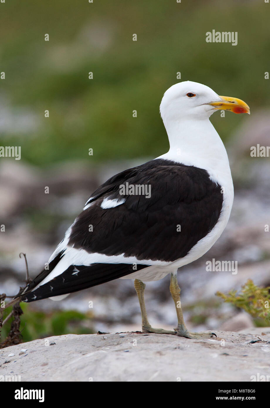 Adult Cape Gull Stock Photo - Alamy