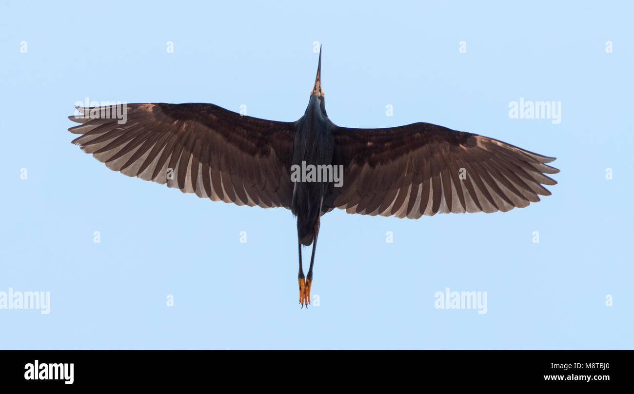 Madagaskarzilverreiger, Dimorphic egret, Egretta dimorpha Stock Photo ...