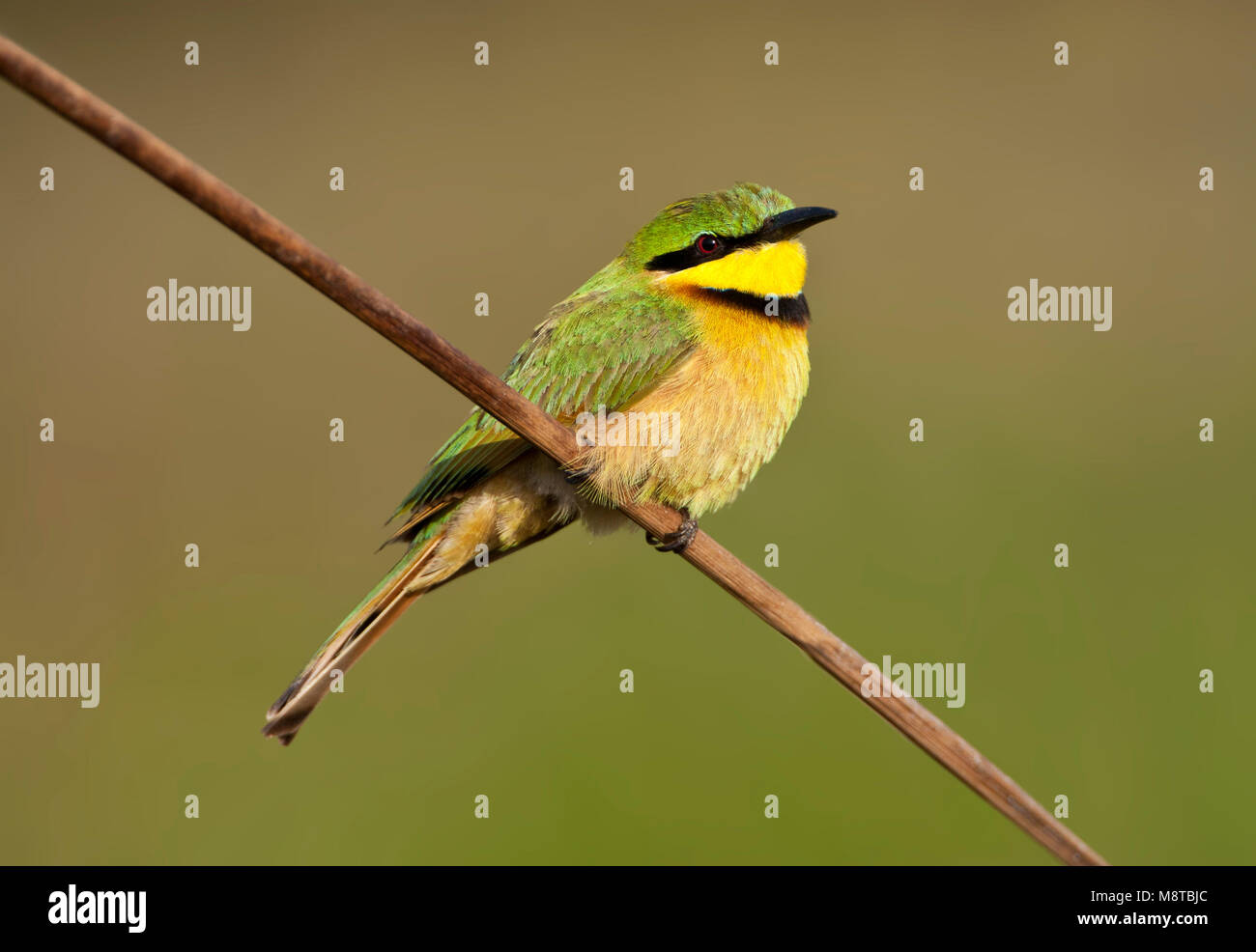 Gambia bird hi-res stock photography and images - Alamy