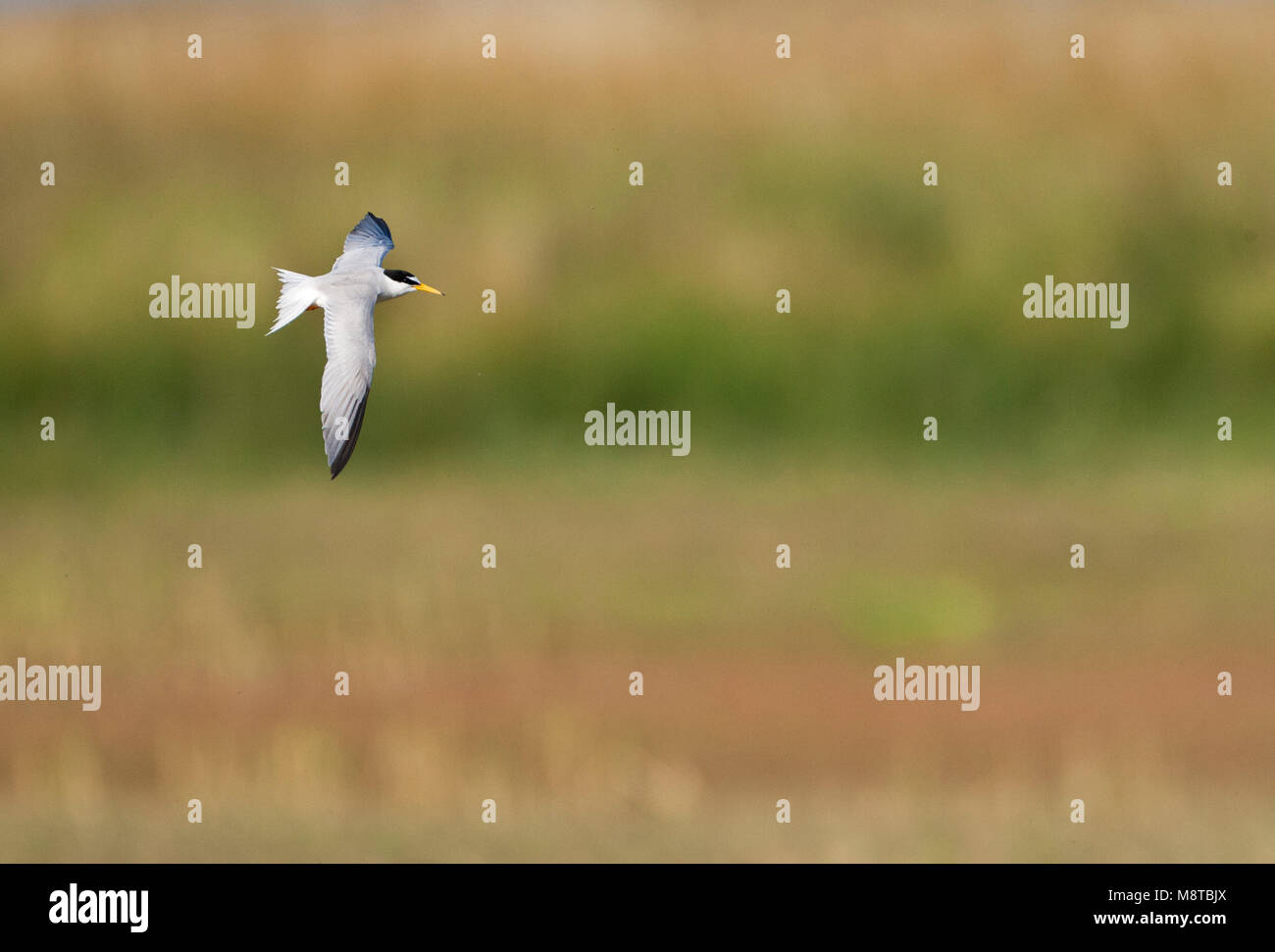 Vliegende volwassen Dwergstern; Flying adult Little Tern (Sternula ...