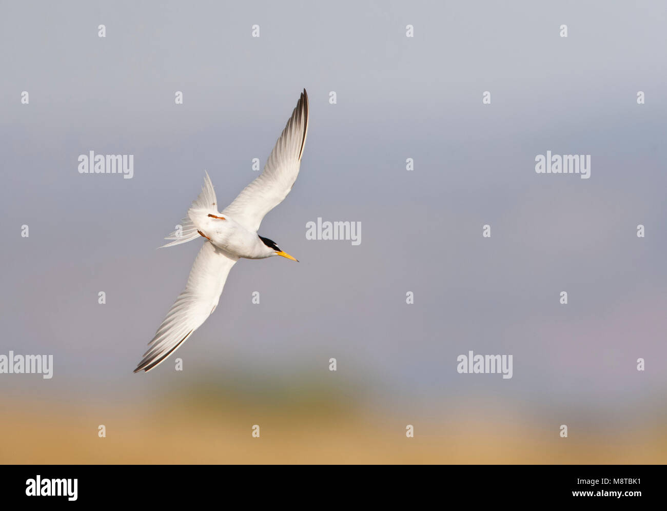 Vliegende adult hi-res stock photography and images - Alamy