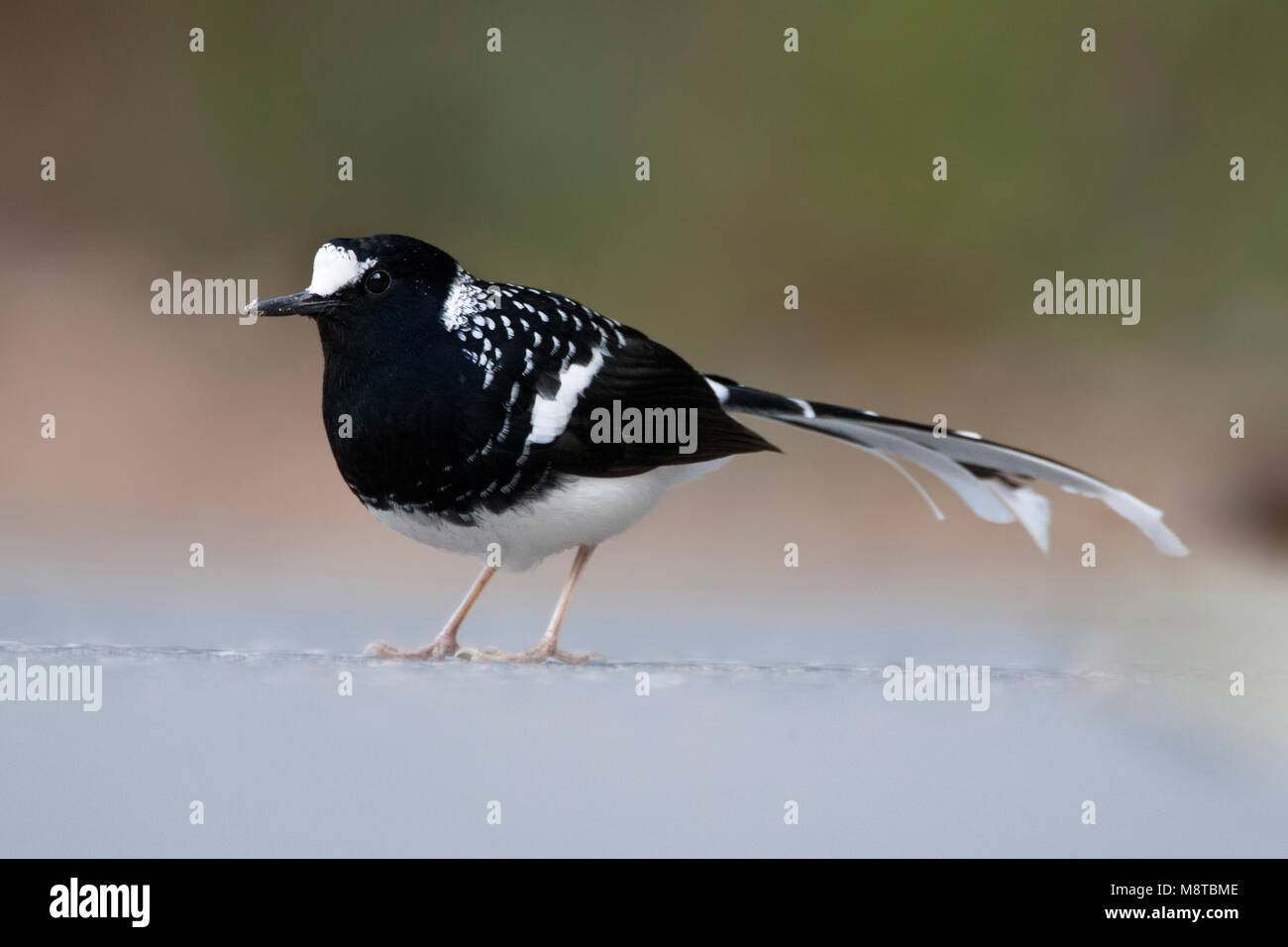 Spotted Forktail standing on tarmac Stock Photo - Alamy